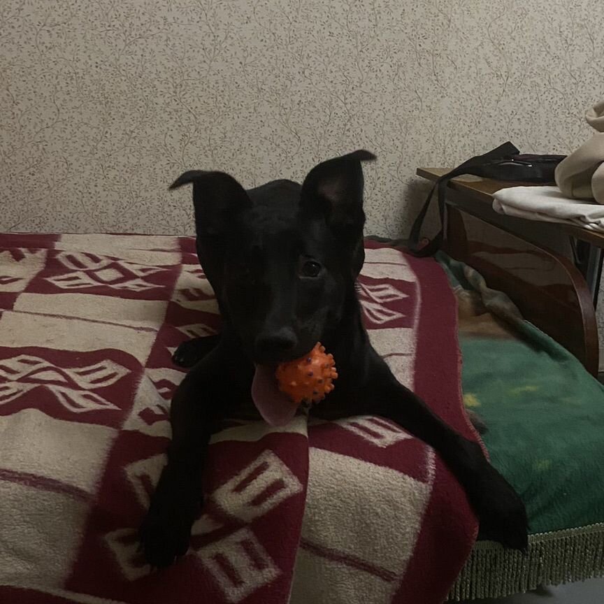 Собаки щенки лабрадор