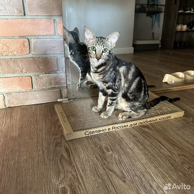 Бенгал+ориентал