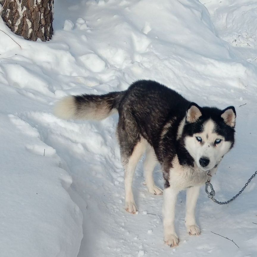 Сибирский хаски, взрослая собака