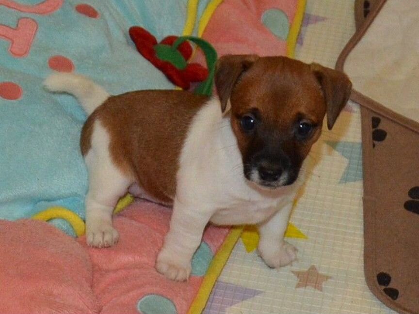 Джекирассел терьер породные щенки с документами