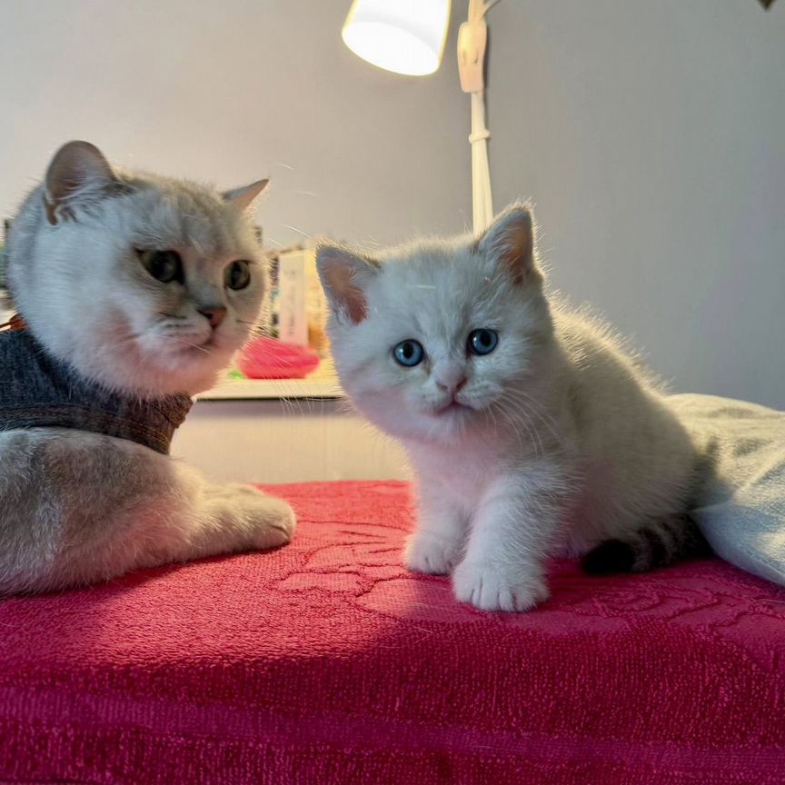 Шотландский прямоухий короткошёрстный котёнок