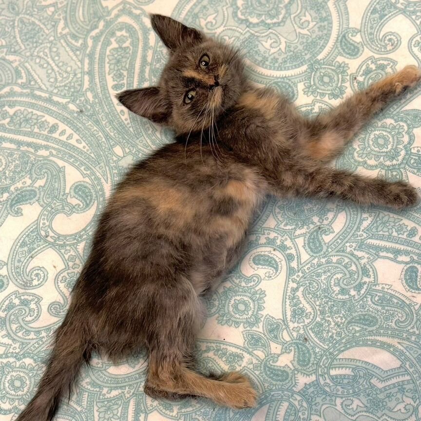 Котенок девочка