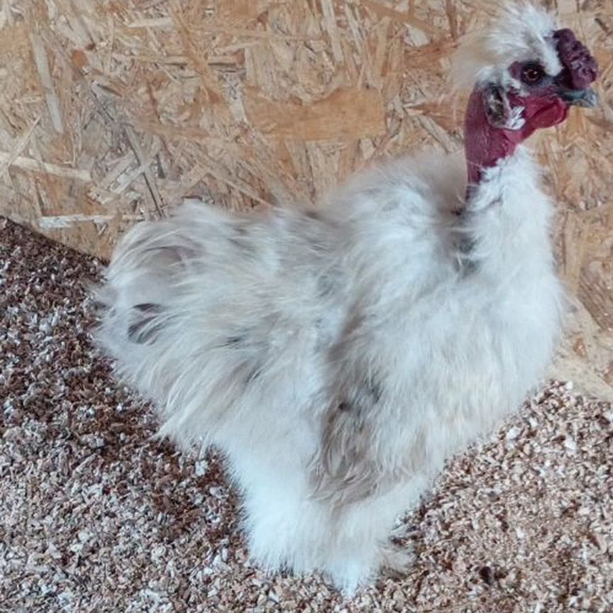 Продам петуха