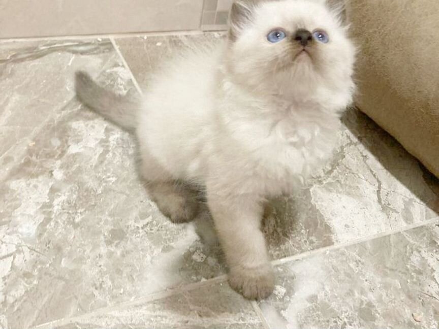 Очаровашки Рэгдолл