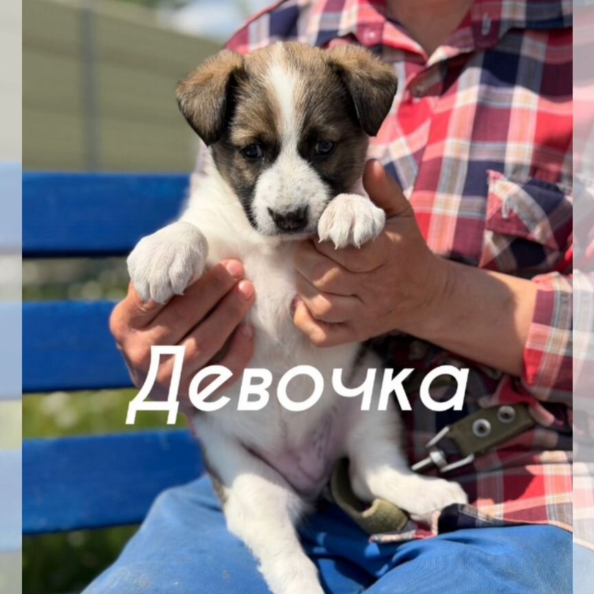 Щенок в добрые руки
