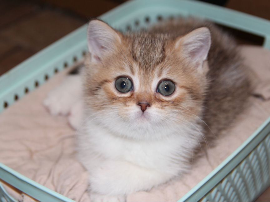 Шотландские котята редкий окрас