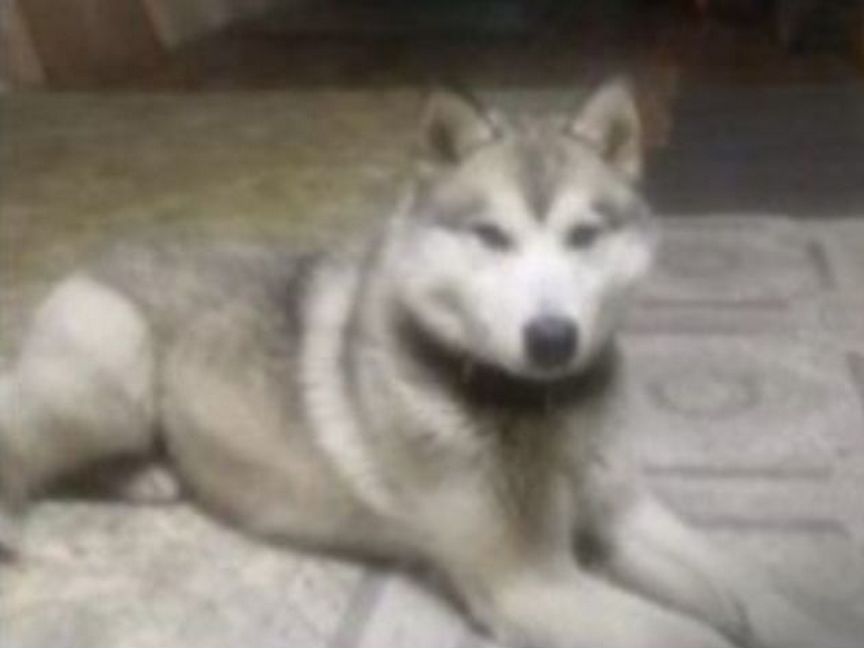 Сибирский хаски. Чей он