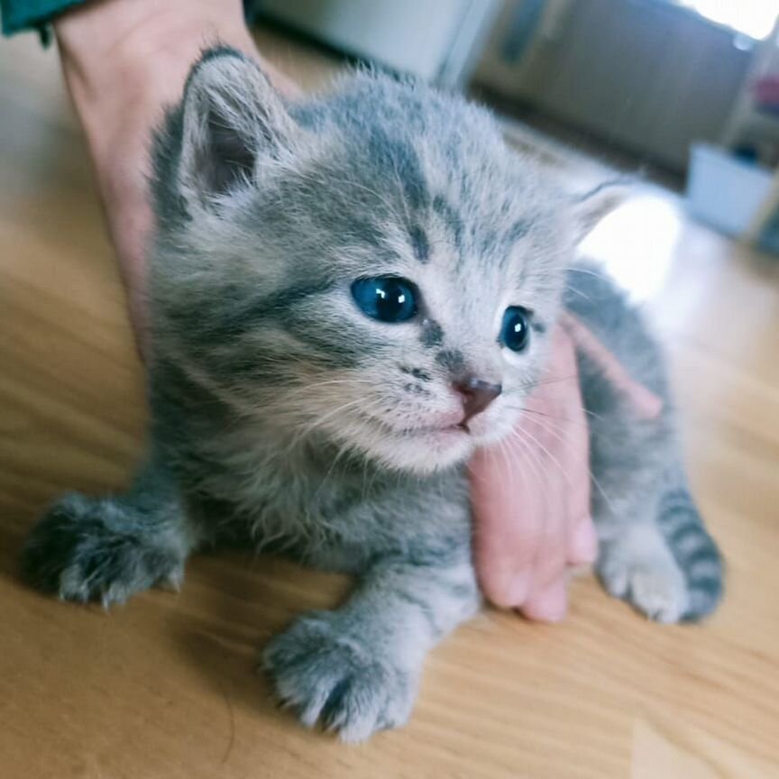 Котенок Милота