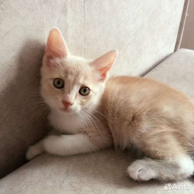 Котенок по имени Персик., 2 месяца