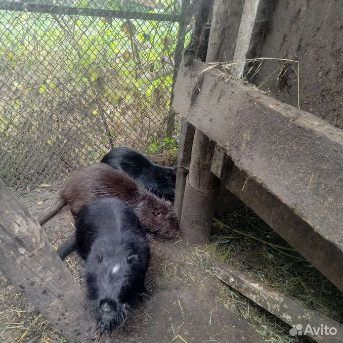 Домашние животные крысы