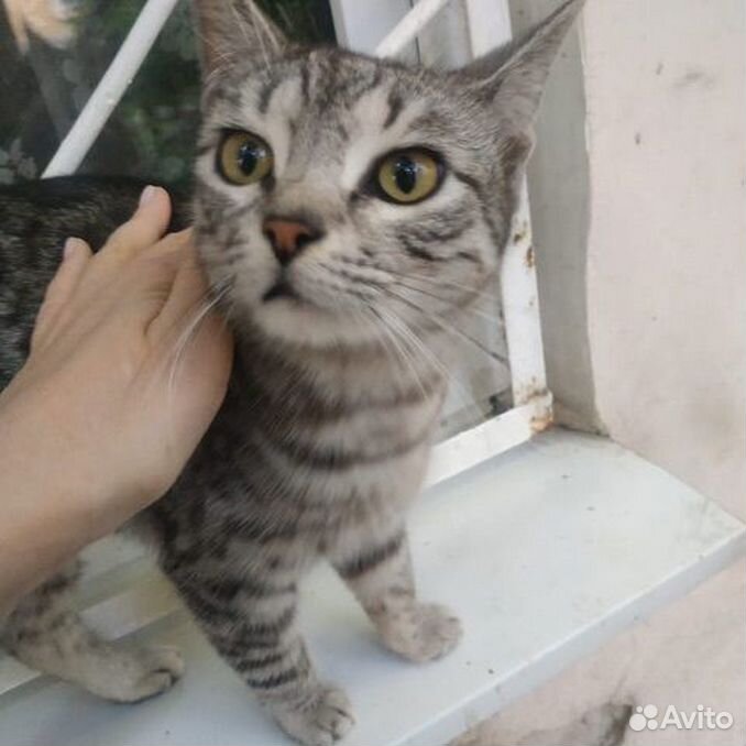 Волшебные кошки, дарящие энергию и заботу