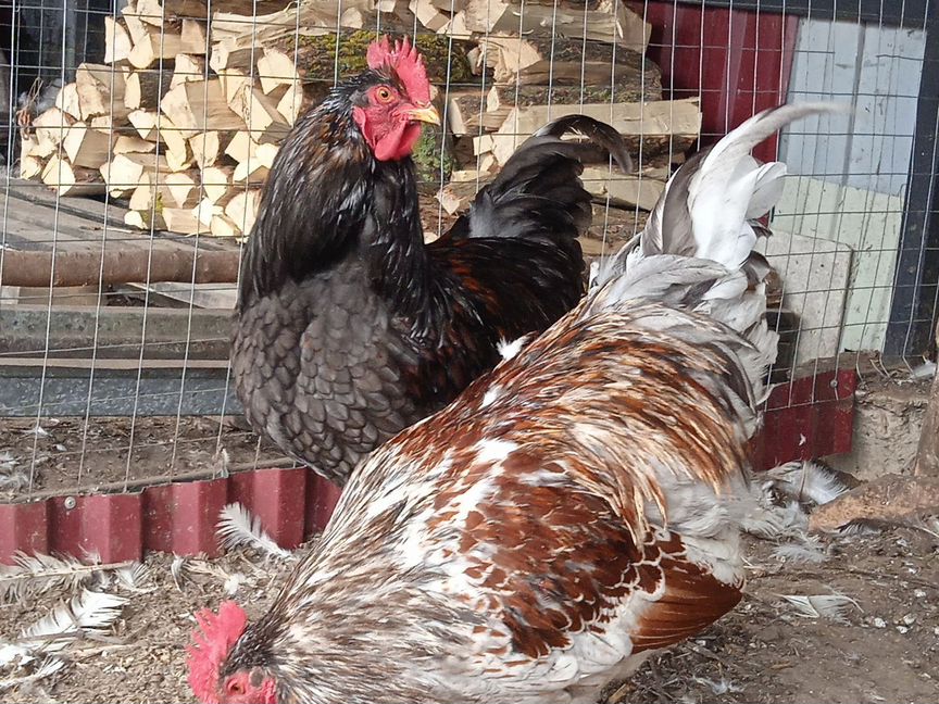 Петухи Куры разных пород