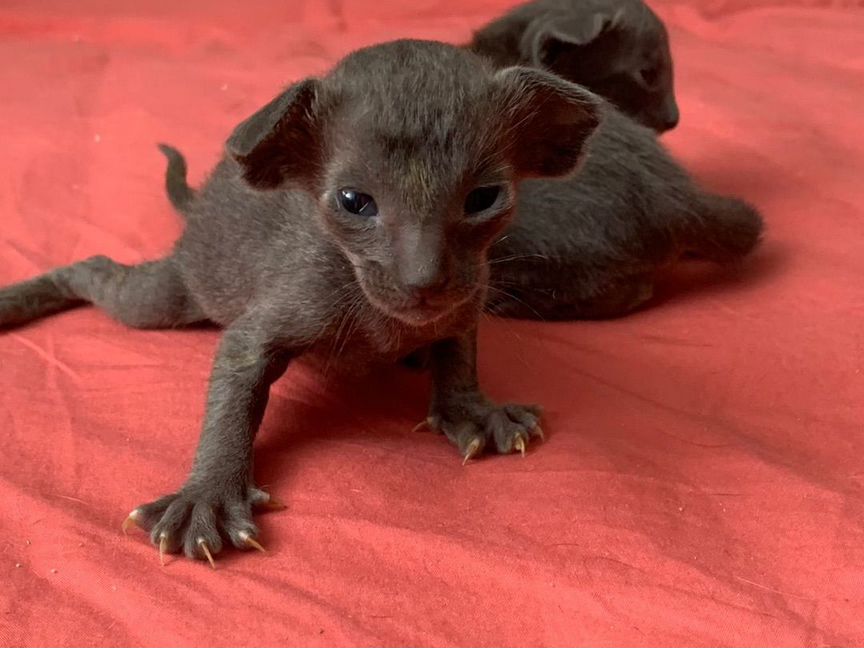 Ориентальные котята ; подбор котенка