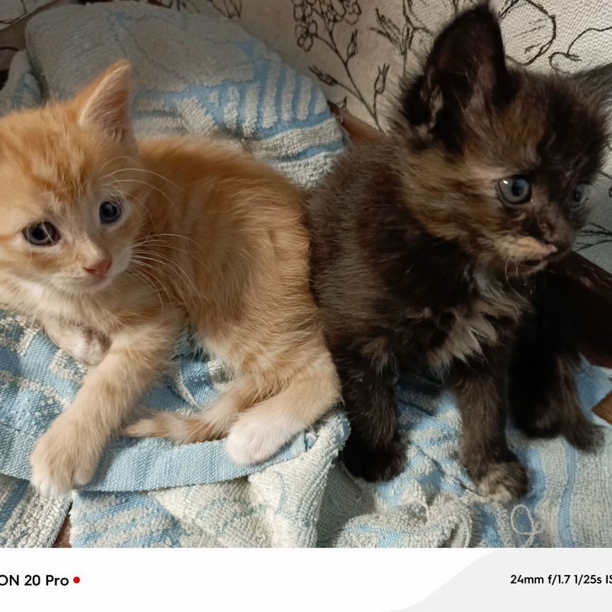 Милые котики в добрые руки