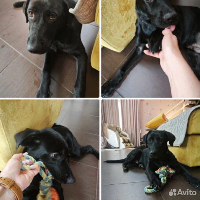 Как можно выкинуть эти глаза. щенок лазаревсеое