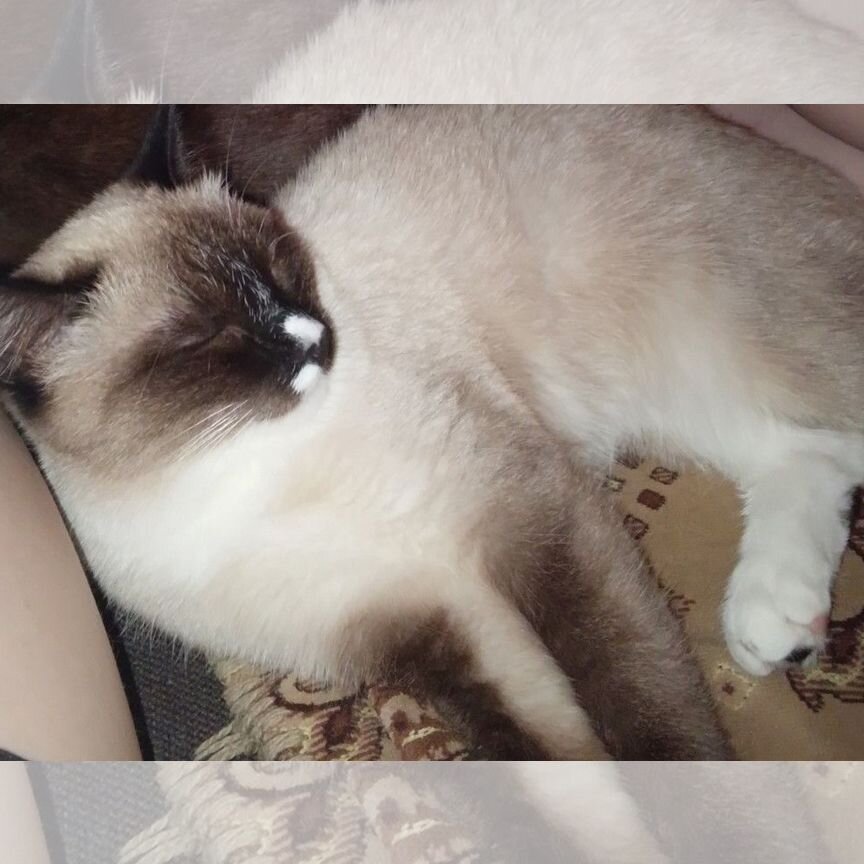 Сиамская, взрослая кошка