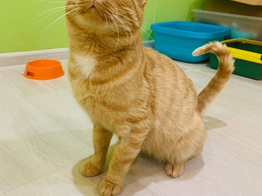 Рыжий кот Элвис