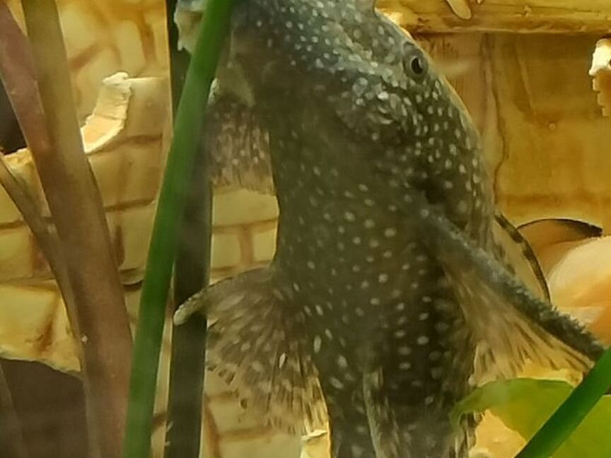 Сомик Анциструс