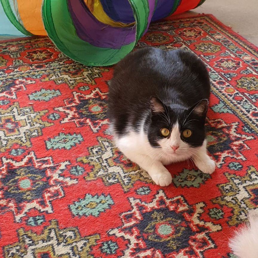 Кошка Ника ищет свою семью