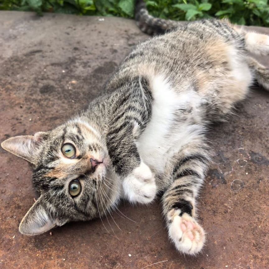 Котёнок в добрые руки