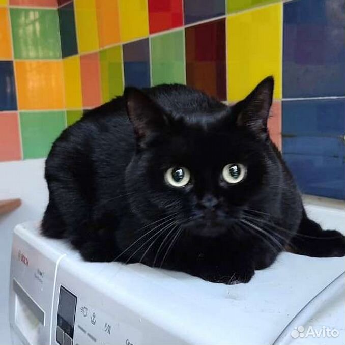 Чёрная британка ищет дом