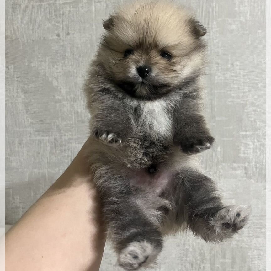 Щенки померанского Шпица медвежьего типа