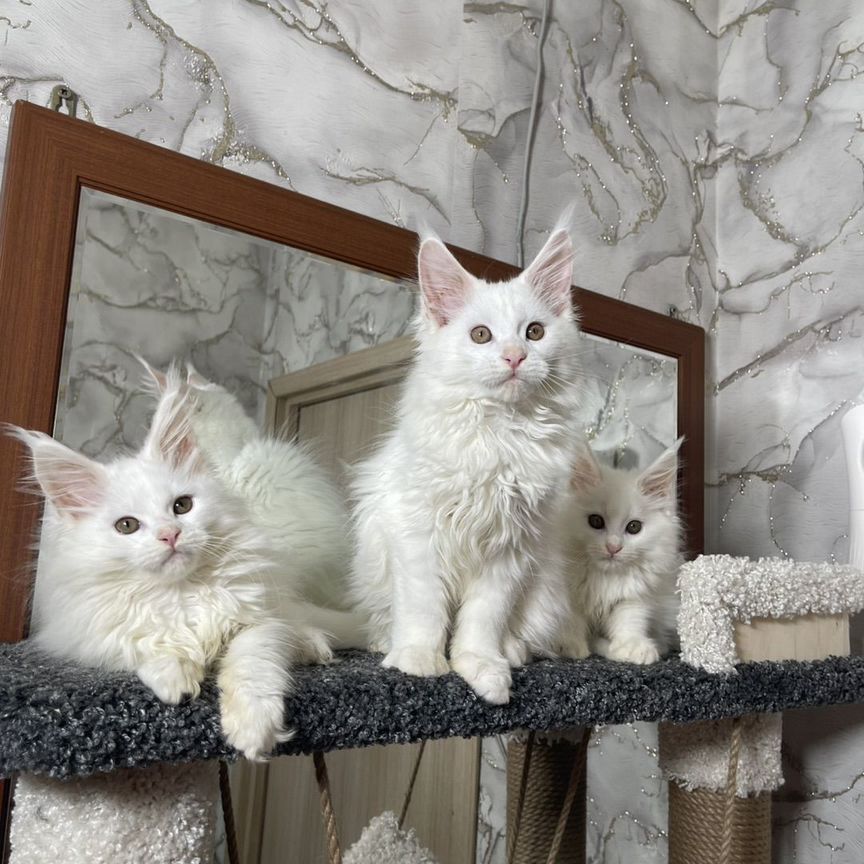 Котята мейн-кун