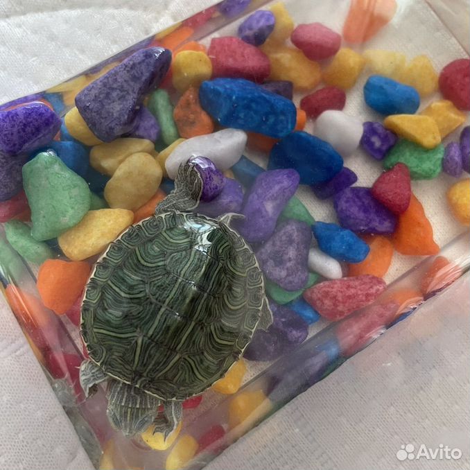 Морская черепашка