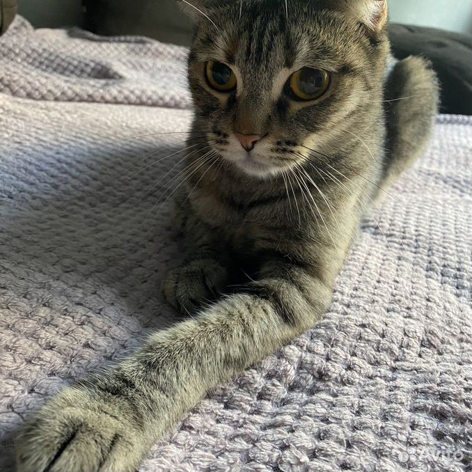 Кошка вислоухая помесь