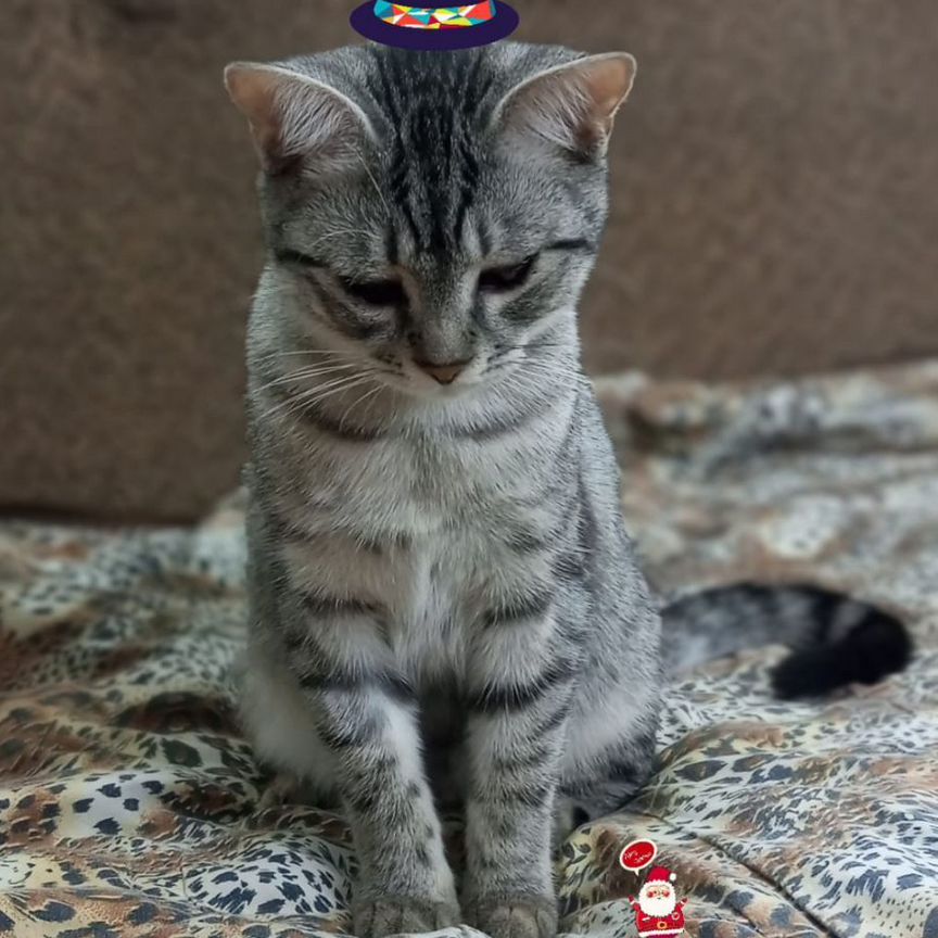 Слепая кошечка Моня 8 месяцев