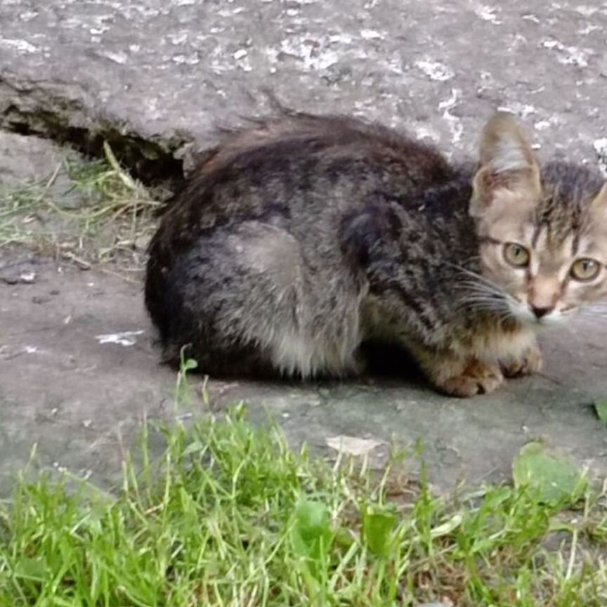 Котёнок в добрые руки