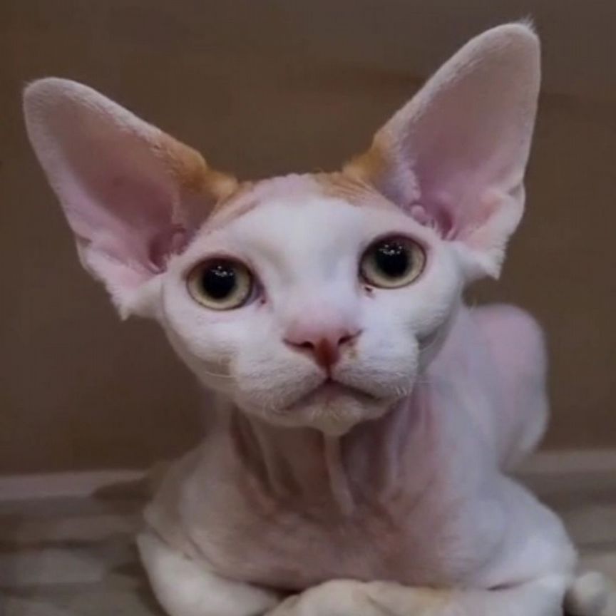 Девонрекс котята
