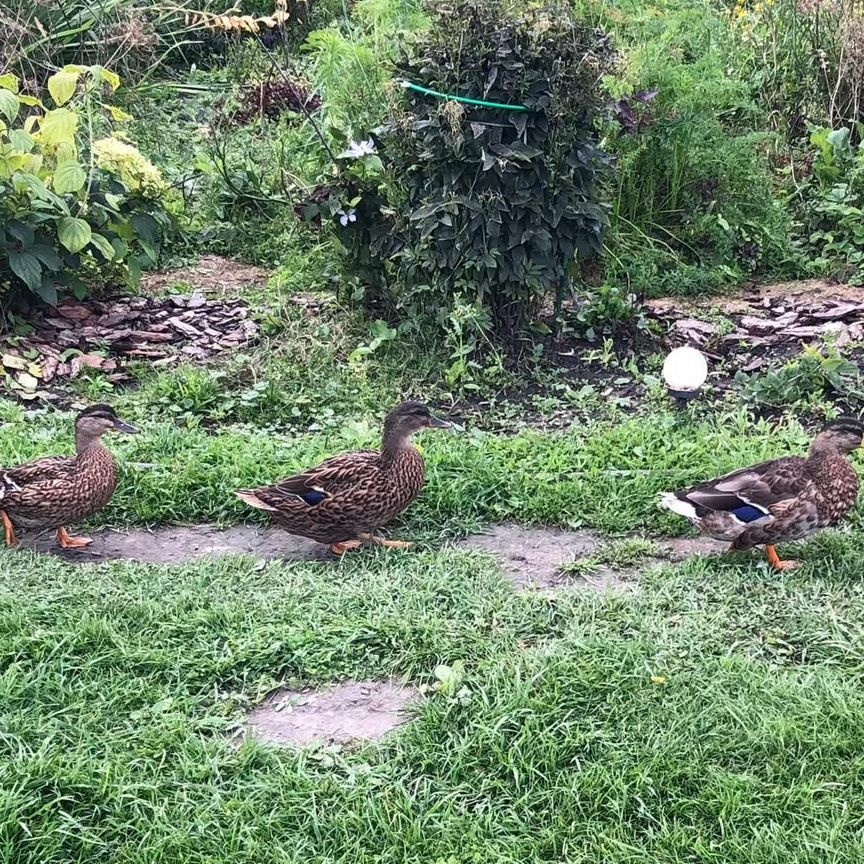 Продам семейство уток