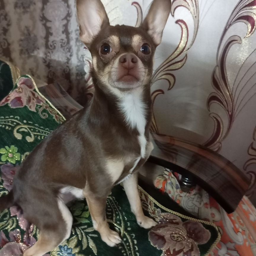 Русский той-терьер вязка