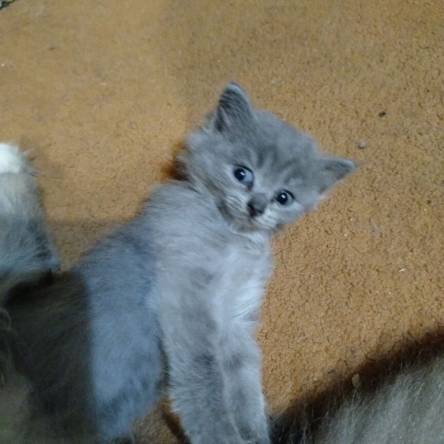 Кошка