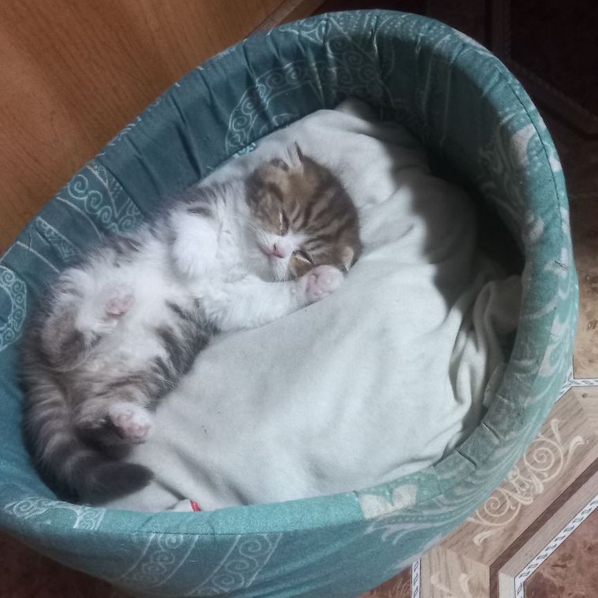 Шотландский вислоухий длинношёрстный котёнок