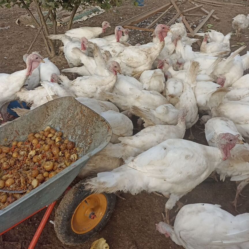 Домашняя индейка