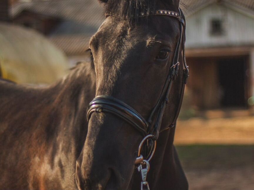 Уздечка для лошади