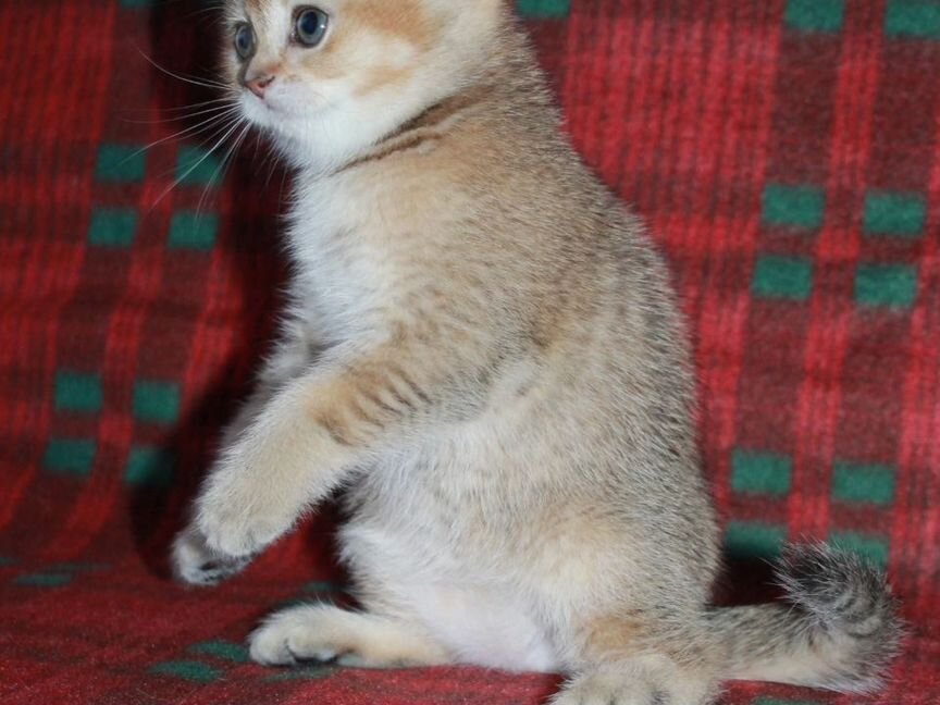 Шотландские котята