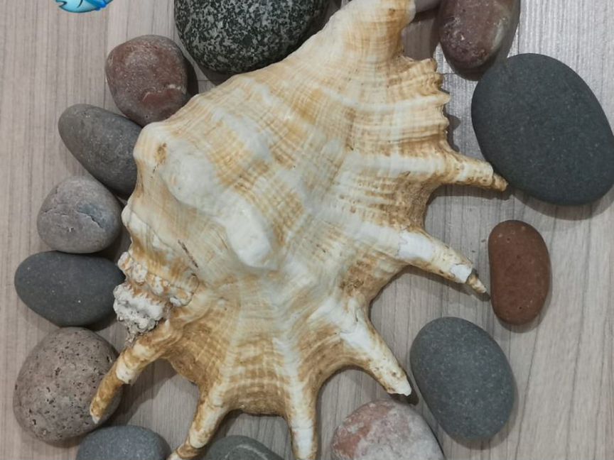 Ракушка морская большая. Для аквариумов