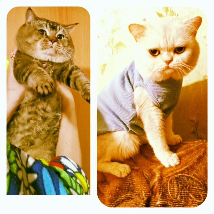 Вязка кота