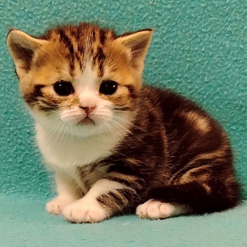 Шотландский прямоухий короткошёрстный котёнок