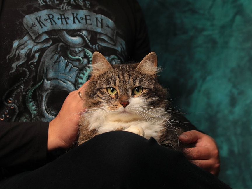 Кошка Аглая