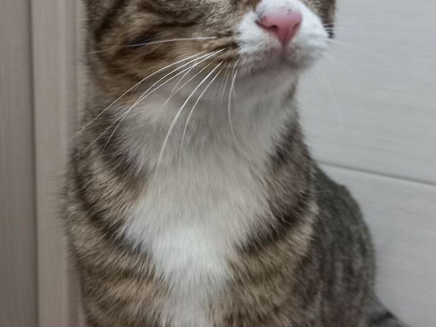 Миникошечка