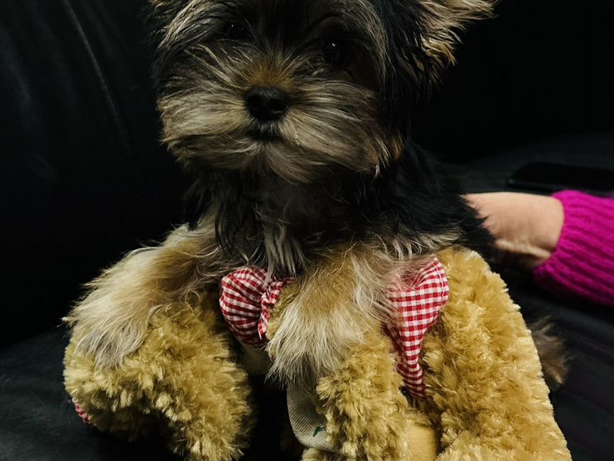 Девочка щенок йоркширского терьера