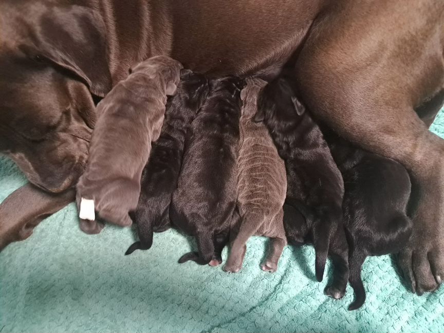 Щенки кане корсо