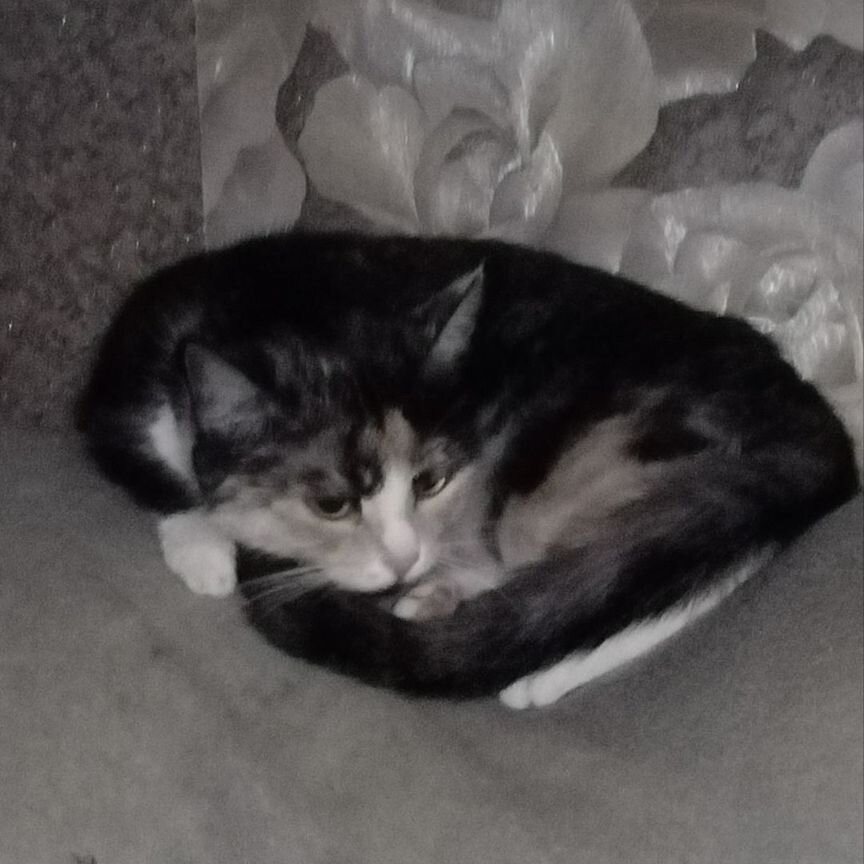 Кошка