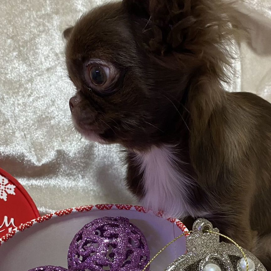 Чихуахуа, щенок