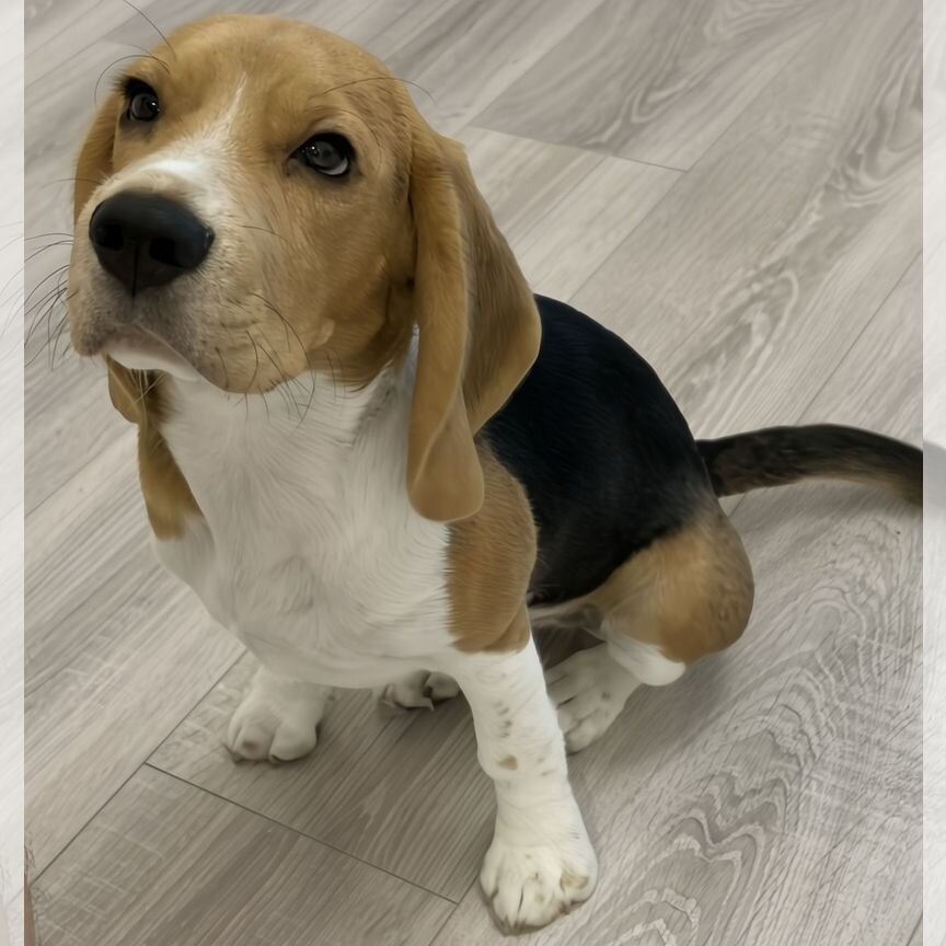 Бигль, взрослая собака