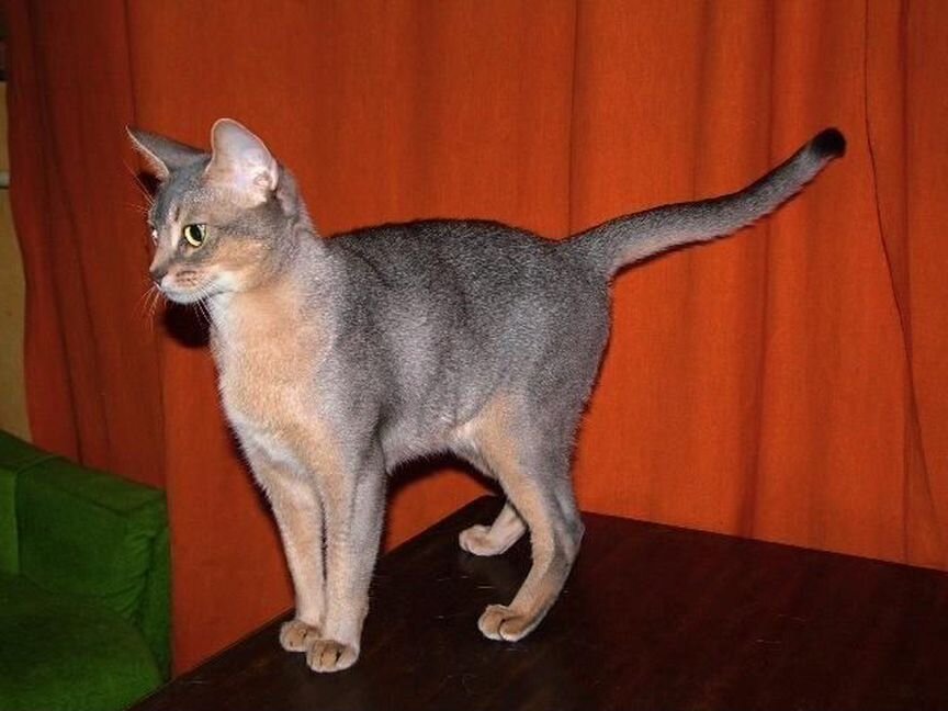 Абиссинские котята